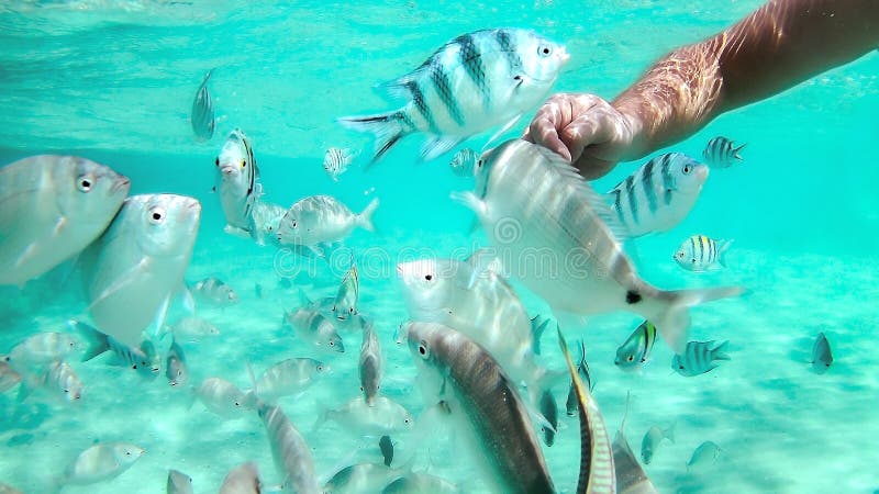 Hand Touch a Fish in the Red Sea Stock Photo - Image of blue, hurghada ...