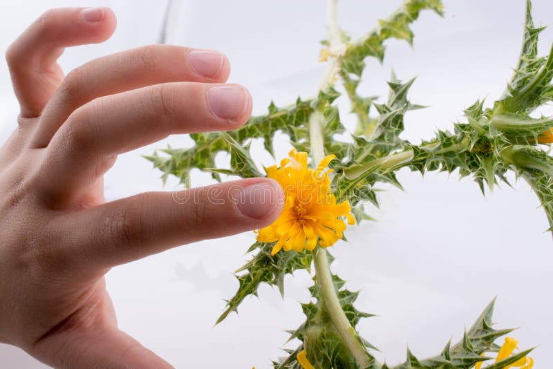 Hand in Touch with a Flowers Stock Photo - Image of flower, brazilian ...