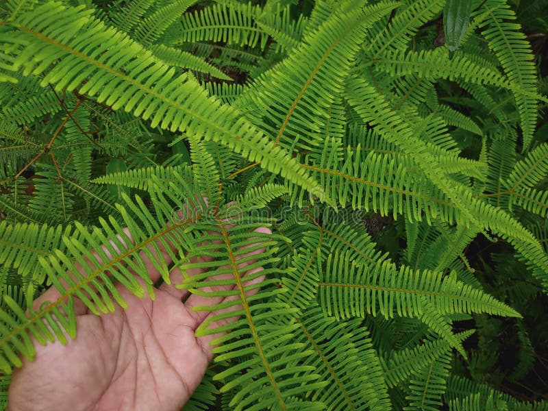 Hand Touch Green Fern in Forest Stock Image - Image of green, touch ...