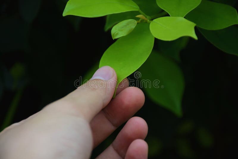 Hand Touch a Green Leaf. Take Care of Nature Stock Image - Image of ...