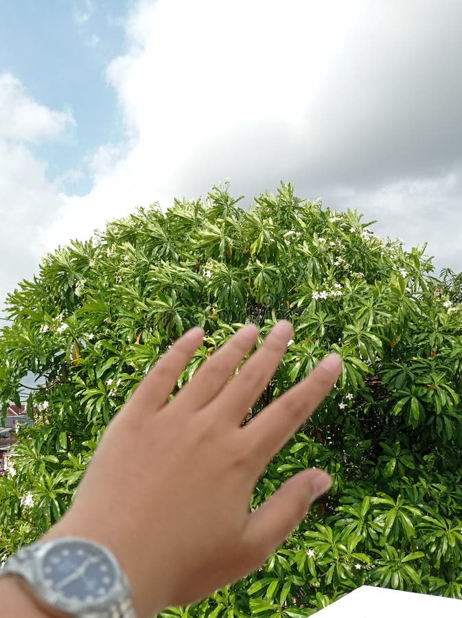 Hand Touch the Leaves of the Trees Stock Photo - Image of shrub, meadow ...