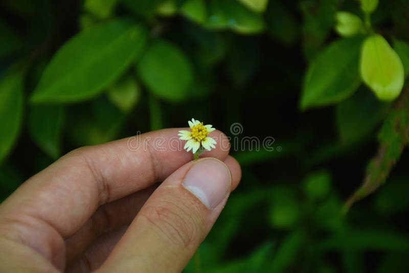 Hand Touch a Little Flower. Take Care of Nature Stock Image - Image of ...
