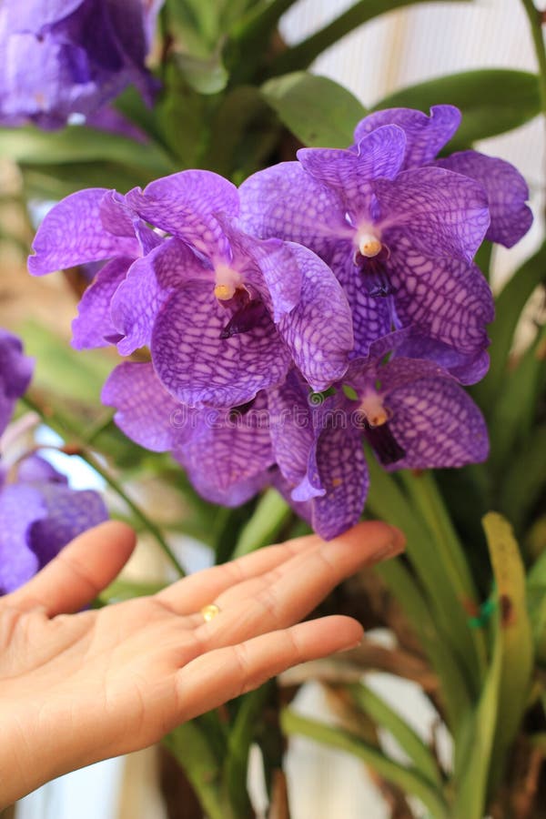 Hand touch orchid flower stock photo. Image of touch - 48360814