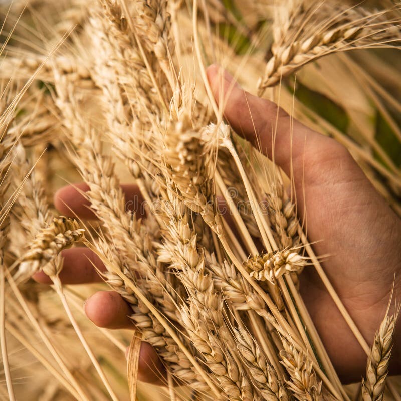 Hand touch wheat ears stock image. Image of peaceful - 254090727