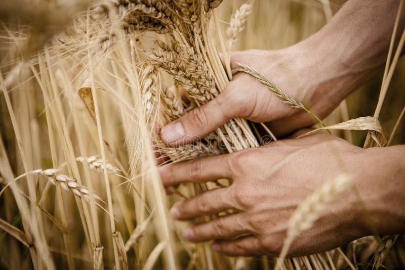 Hand touch wheat ears stock image. Image of grain, growth - 254090865