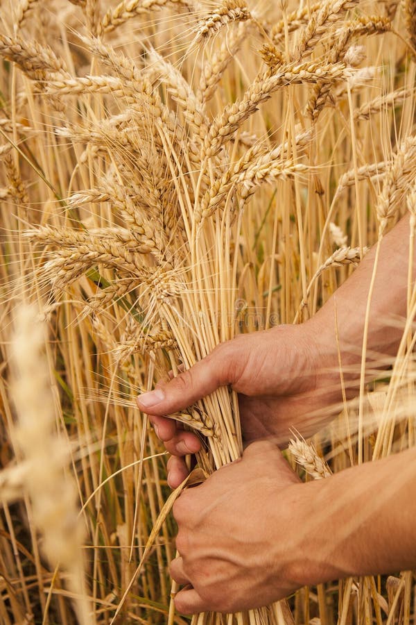 Hand touch wheat ears stock image. Image of crop, plant - 254090873