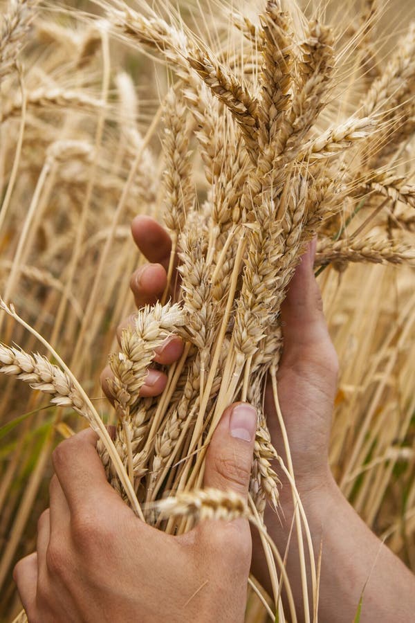 Hand touch wheat ears stock image. Image of plant, orange - 254090667