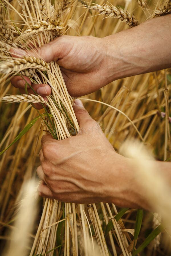 Hand touch wheat ears stock photo. Image of abundance - 254090870