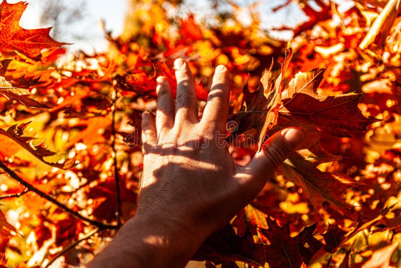 Hand Touches Red Autumn Leaves on Oak Tree Stock Image - Image of ...