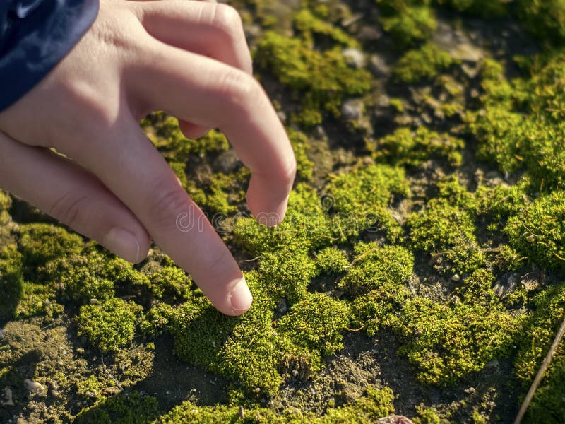 Hand Touching Beautiful and Bright Green Moss Stock Image - Image of ...
