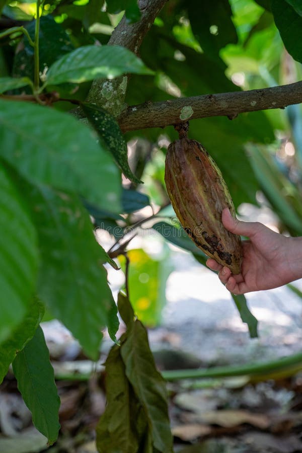 A Hand Touching a Cacao Plant Pod Stock Image - Image of farm, human ...