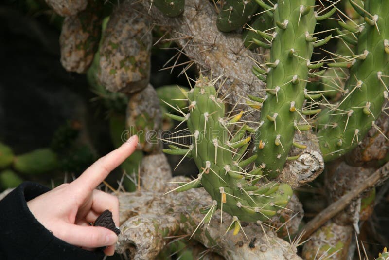 Hand touching a cactus stock photo. Image of nature, cactus - 3087798
