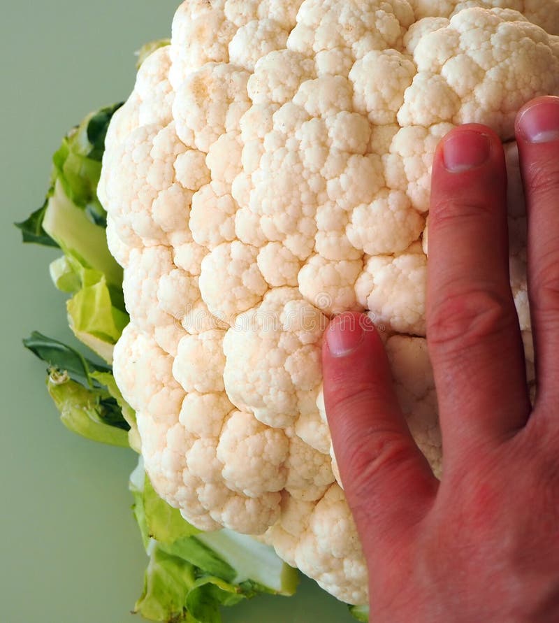 A Hand Touching Cauliflower Vegetable, Close-up Cauliflower Stock Photo ...