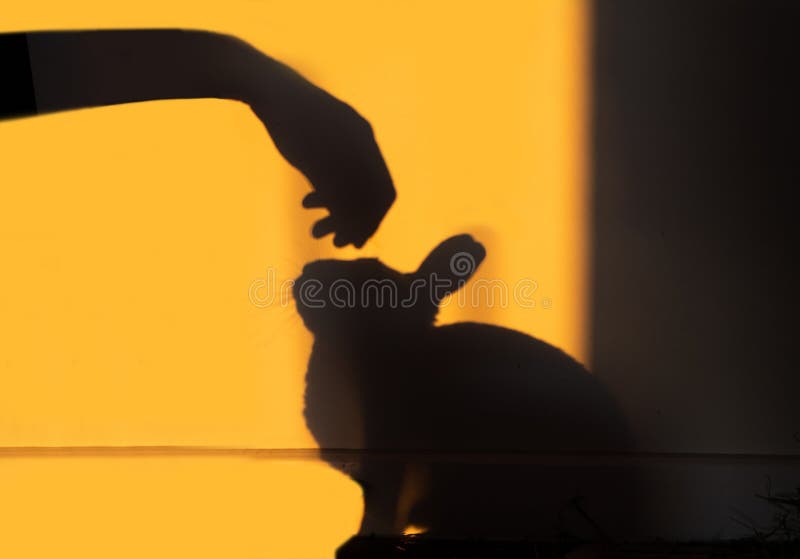 Hand Touching Easter Rabbit at Sunset. Shadow on Wall of a Cute Pet ...