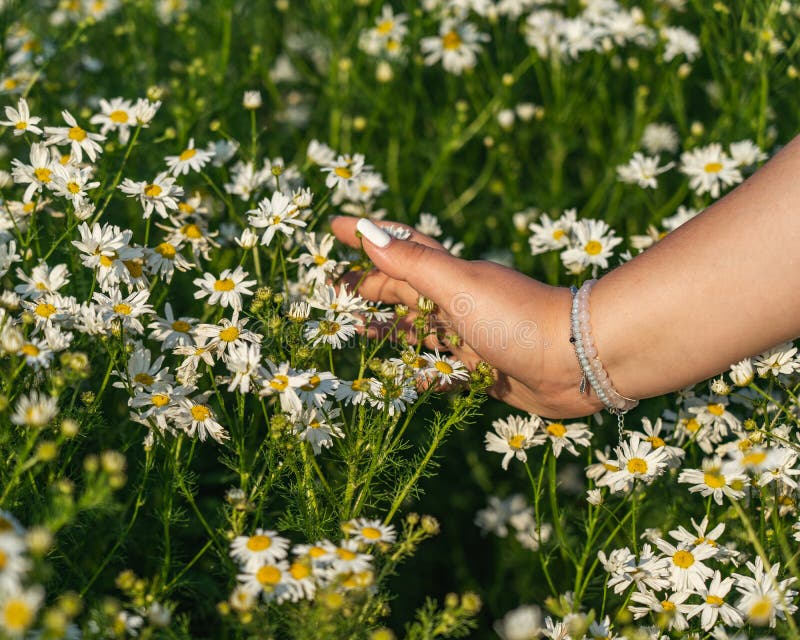 Hand touching flowers stock image. Image of plant, flowers - 263158029
