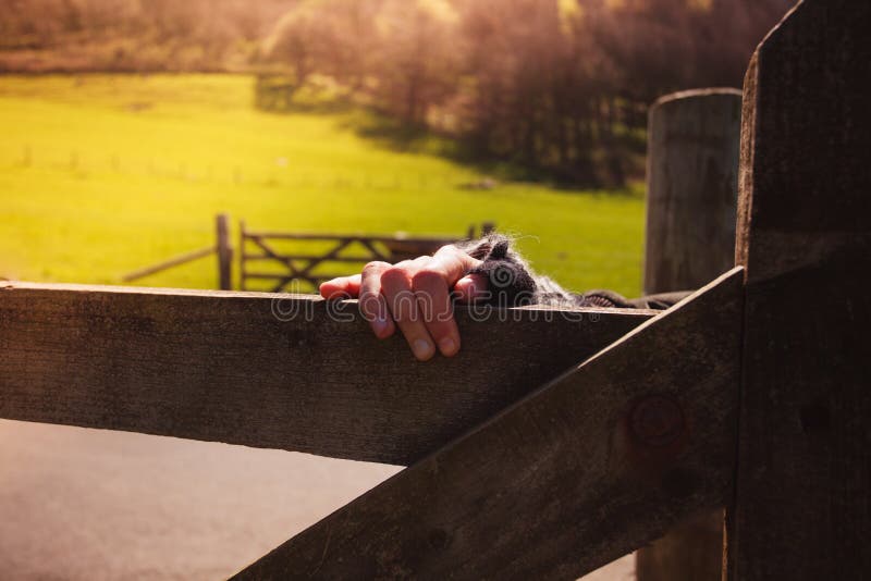 Hand touching gate stock image. Image of hand, sunny - 42568355