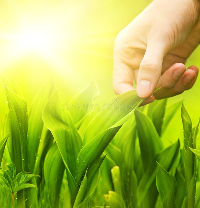 4,819 Hand Touching Grass Stock Photos - Free & Royalty-Free Stock ...