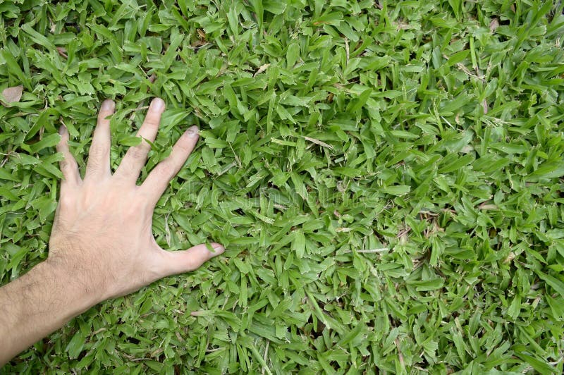 Hand Touching Green Grass Field Stock Image - Image of lawn, background ...
