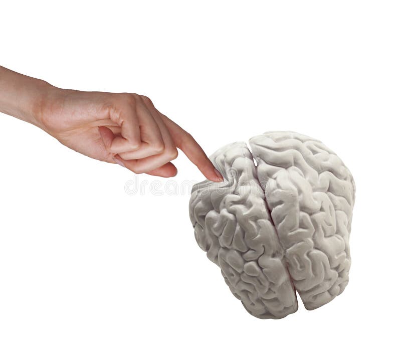 Hand touching human brain stock image. Image of mind - 44923471