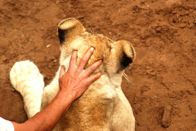 Hand touching a lion stock photo. Image of hand, veterinarian - 6042378