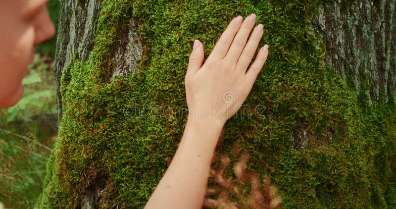 Hand Touching a Moss-covered Tree Trunk in a Summer Forest Setting ...
