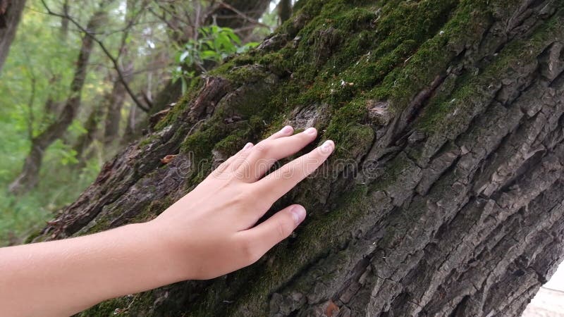 Hand Touching Oak Tree stock footage. Video of passion - 256050100