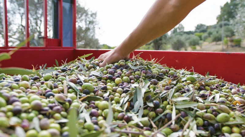 Hand Touching Olive for Production of Extra Virgin Oil Stock Image ...