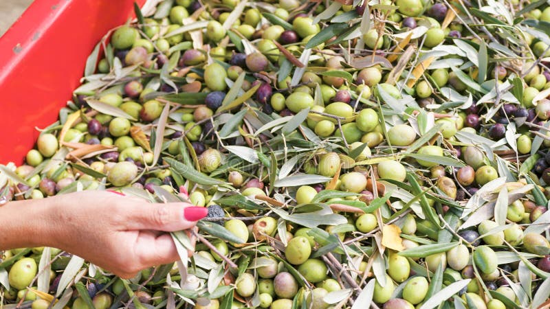Hand Touching Olive for Production of Extra Virgin Oil Stock Photo ...