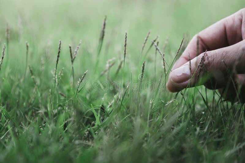 A Hand Touching and Picking Grass in a Field Stock Image - Image of ...