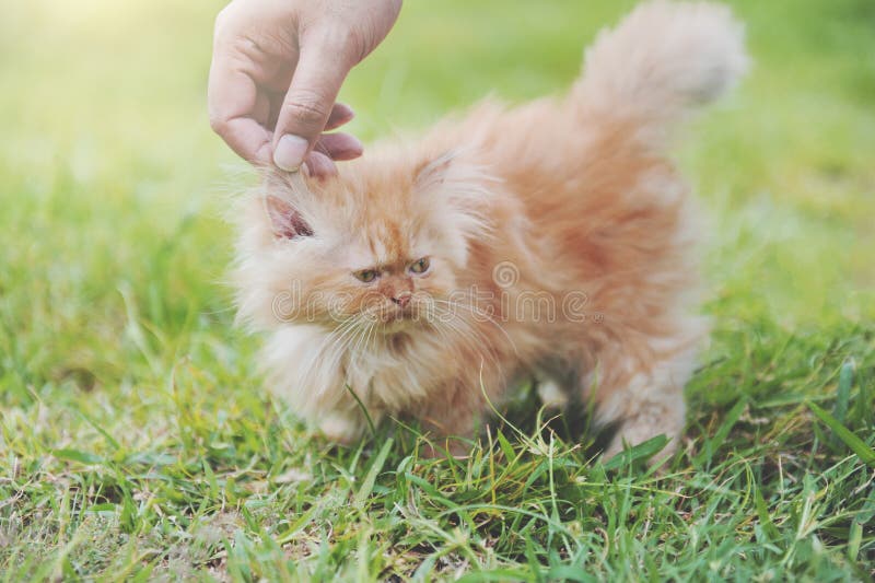 Hand touching cat stock photo. Image of pedigree, feline - 100744414