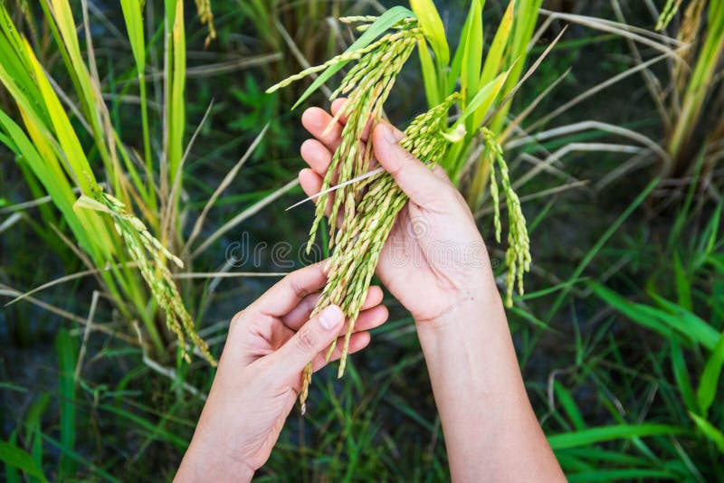 Hand touching rice stock photo. Image of farmland, food - 103378834