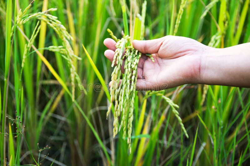 Hand touching rice stock image. Image of beautiful, asia - 103509409