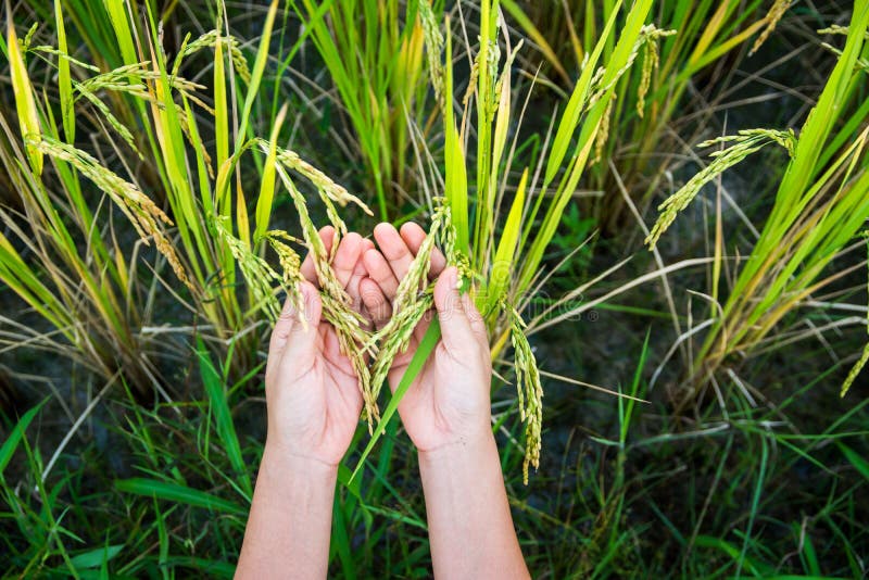 Hand touching rice stock image. Image of nature, indonesia - 103509573