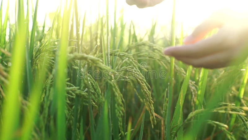 Hand Touching the Rice Plant Stock Video - Video of outdoor, bokeh ...