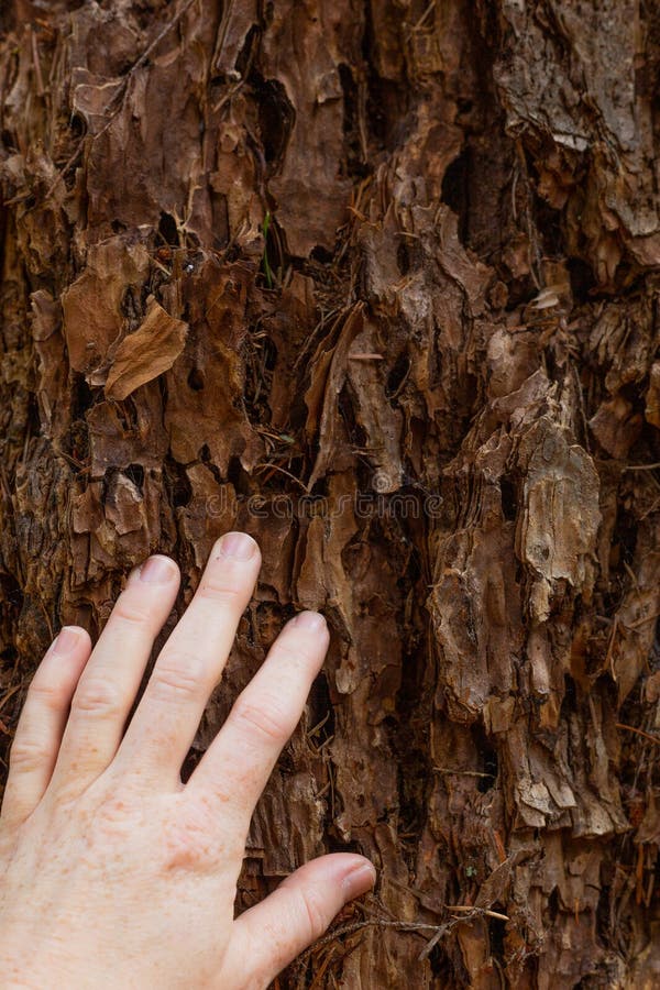 Hand Touching Rough Pine Bark Tree Stock Image - Image of habit, pine ...
