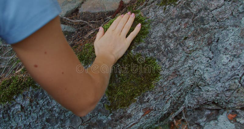 Hand Touching Rough Textured Tree Bark with Moss and Natural Forest ...
