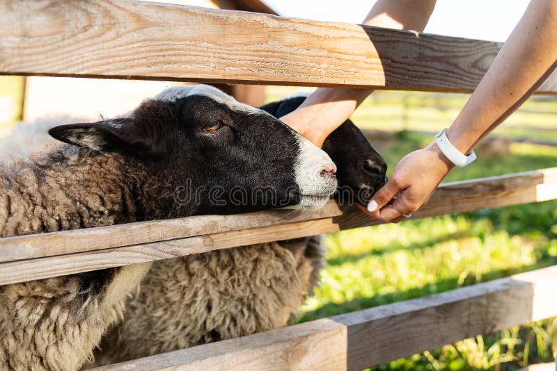 Hand Touching Sheep S Wool, Paddock with Sheep. Farm, Pet, Wool ...