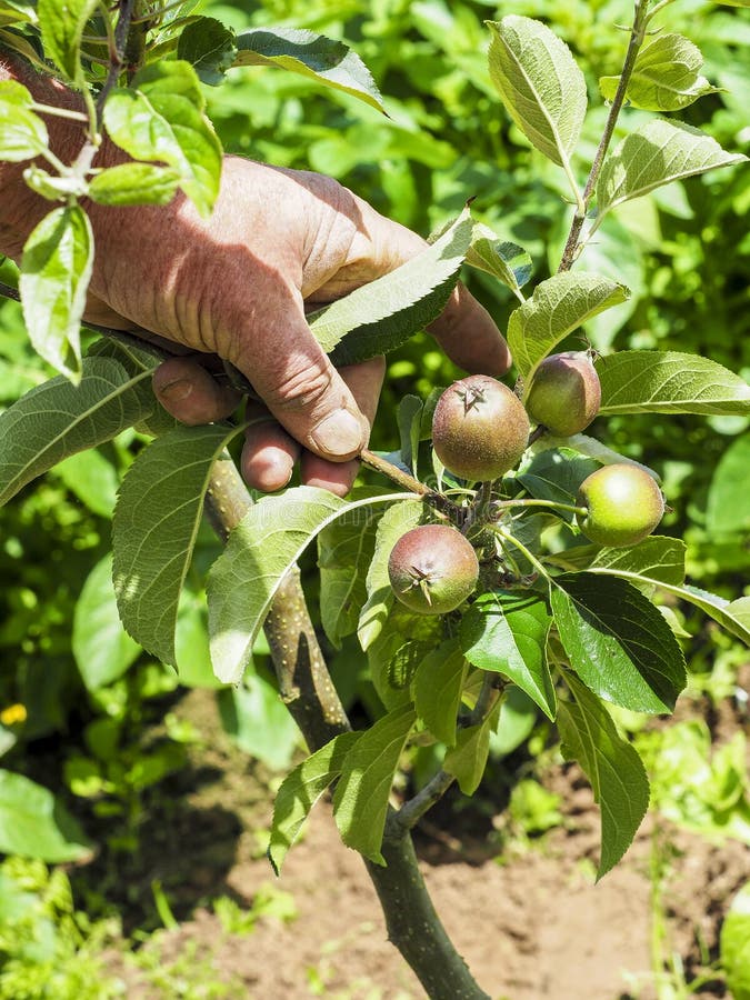Hand that is Touching a Small Apple that is Hanging on a Tree Stock ...
