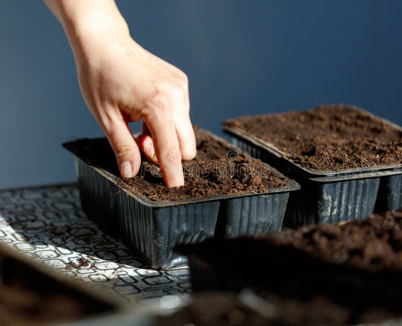 Hand Touching Soil Small Container Stock Photos - Free & Royalty-Free ...