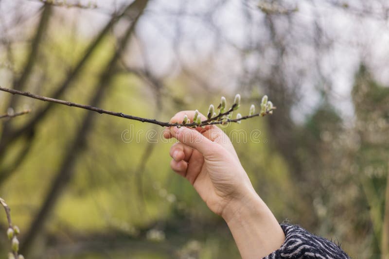 Hand touching spring buds stock image. Image of flower - 51909469