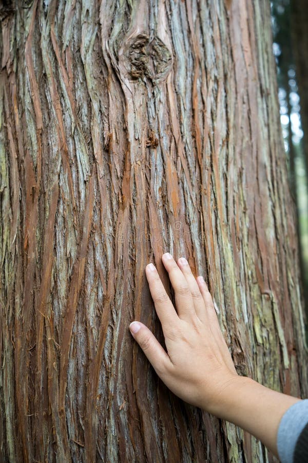 Hand touching on tree bark stock image. Image of botanical - 72190207