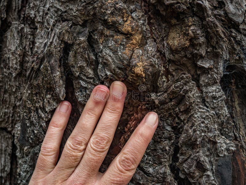 Hand Touching a Tree, Feel Nature Concept Stock Image - Image of growth ...
