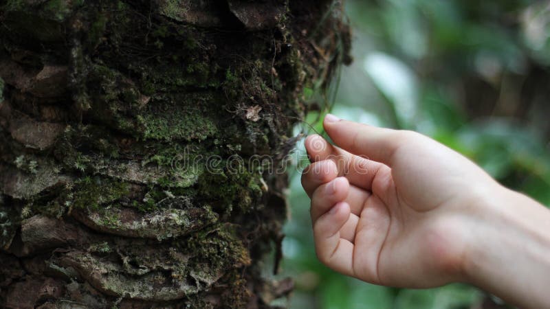Hand touching tree stock photo. Image of sand, shadows - 91518784