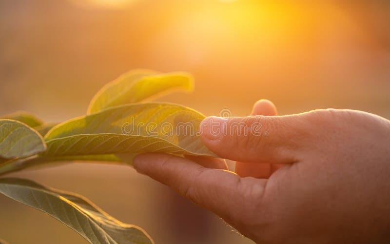 Hand Touching Tree Leaf with Sunlight Effect in Sunset Time ...