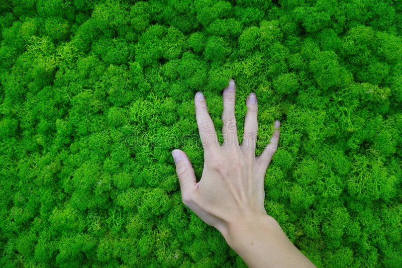 Hand Touching Vibrant Green Moss Texture from Above, Emphasizing Nature ...