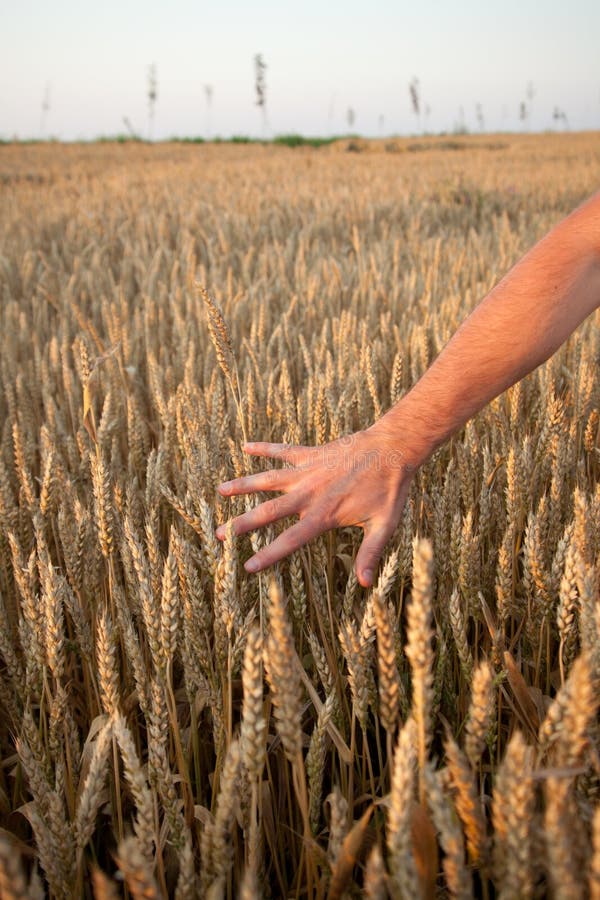 Hand Touching Wheat stock image. Image of farm, touching - 32408949