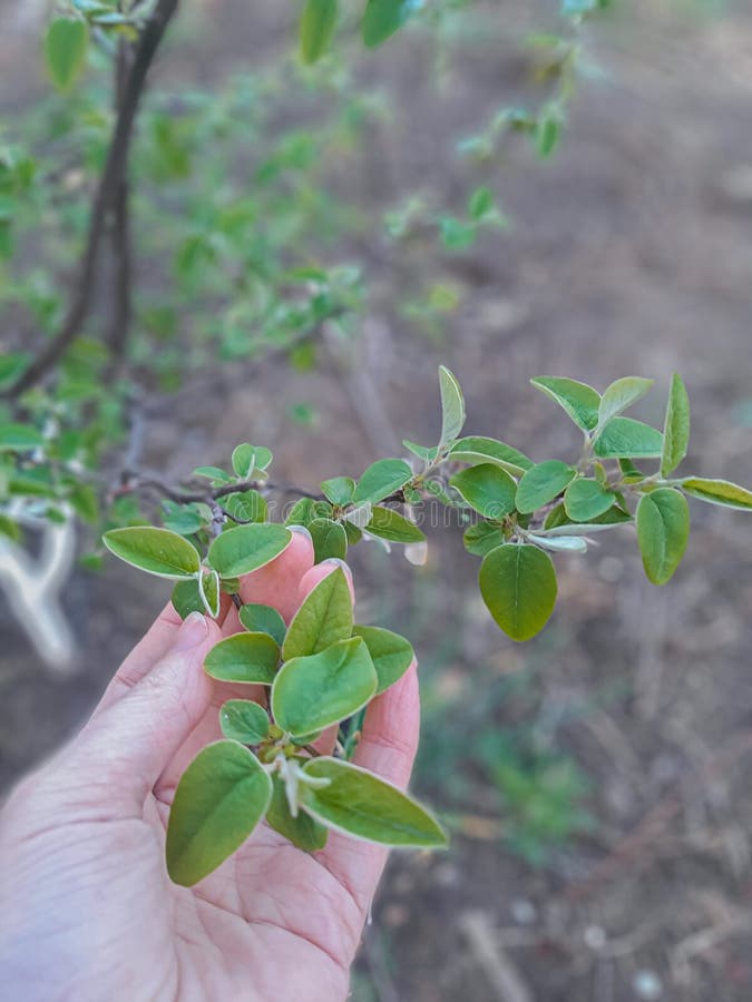 Hand Touching a Young Apple Tree in the Spring Season on the Ground ...