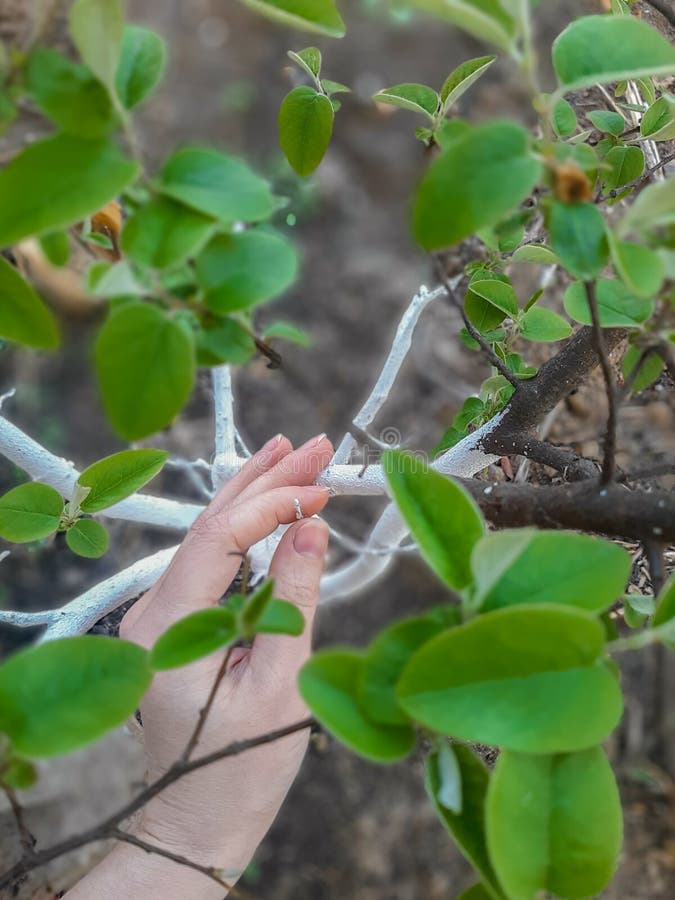 Hand Touching a Young Apple Tree in the Spring Season on the Ground ...