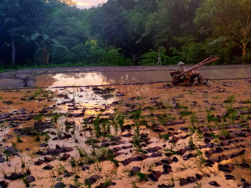 Hand tractor on rice field stock image. Image of rock - 202967901