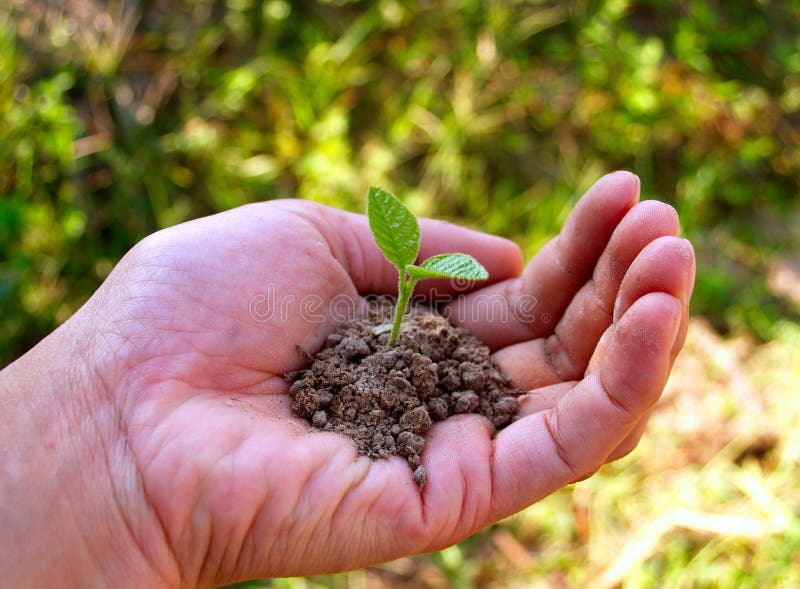 Hand and tree 01 stock photo. Image of growth, glow, dirt - 845860